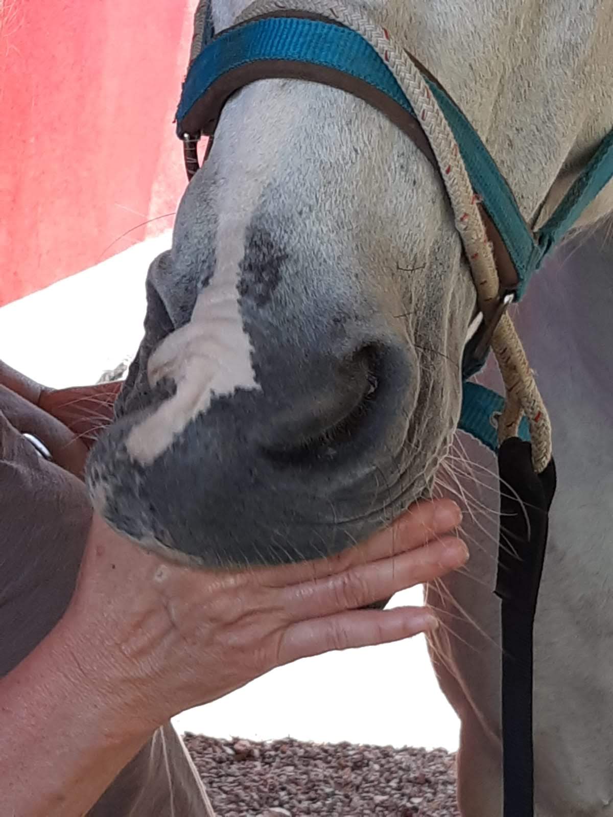 Tellington-Touch - Peggy Schmah